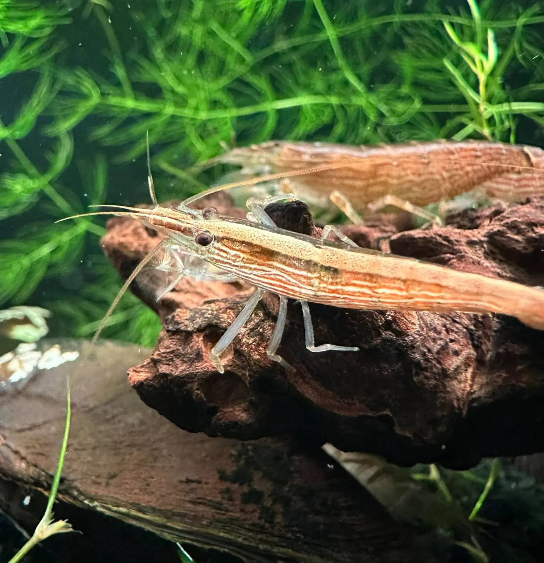 Best Fish for a 55 Gallon Tank (27 Species That Thrive) | AquariumStocking