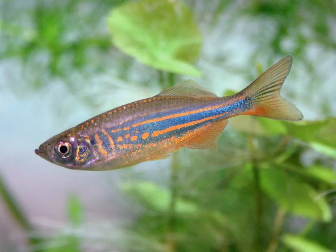 Giant Danio: Care & Tank Requirements