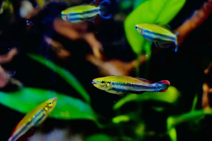 Madagascar Rainbowfish Care Guide: Elegant African Rainbow ...