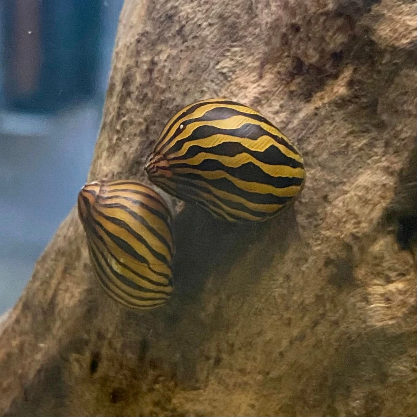 Japanese Trapdoor Snail Care Guide: Cold-Hardy Pond Snails ...