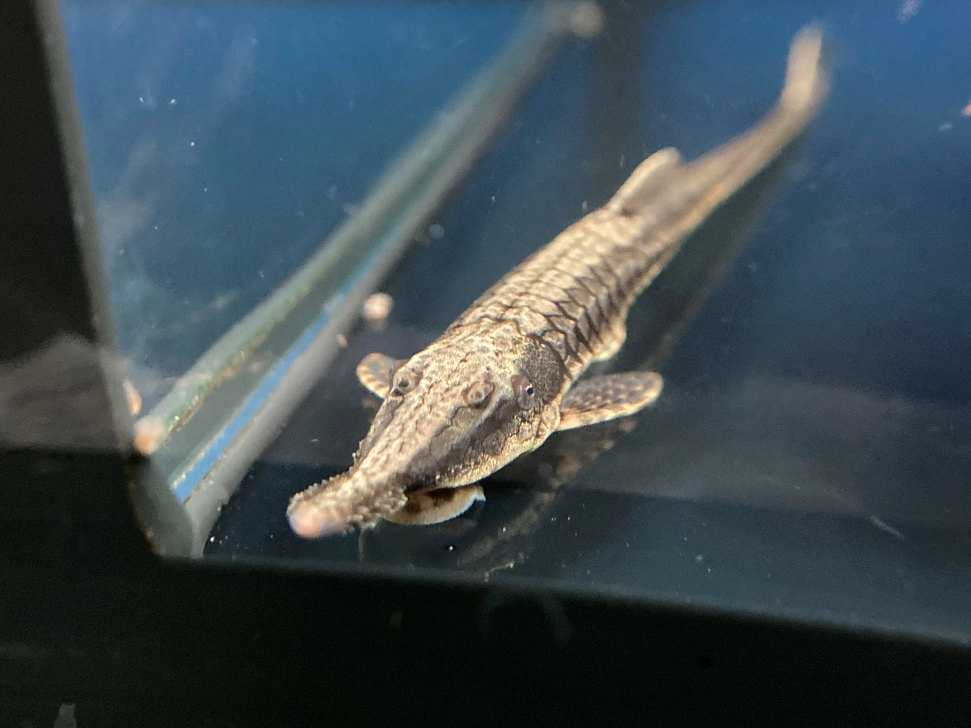 Best Fish for a 30 Gallon Tank (60+ Species) | AquariumStocking
