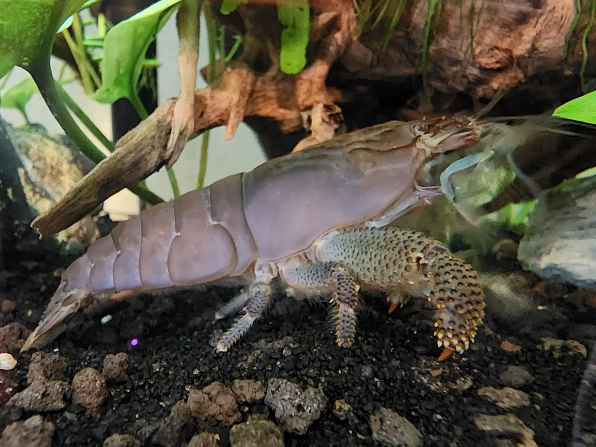 Best Fish for a 75 Gallon Tank (30 Species That Thrive) | AquariumStocking